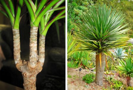 Árbol del Dragón | Flores Castillon