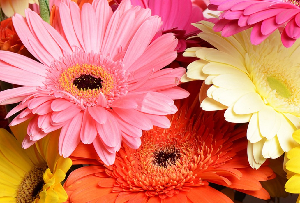 Gerberas: las margaritas del "Flower power" | Flores Castillon