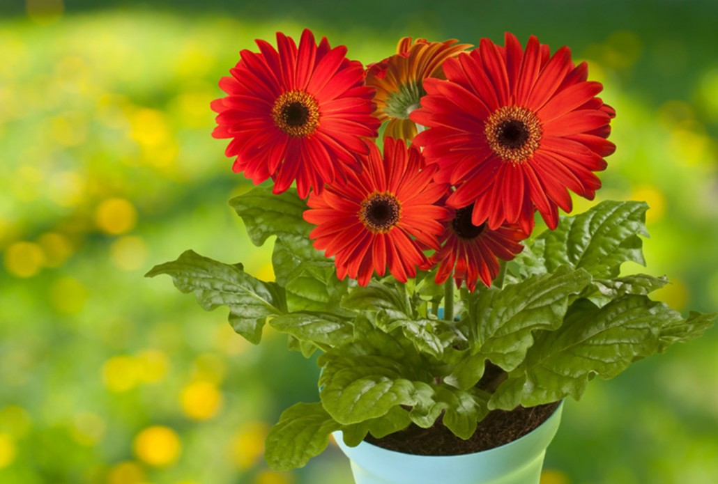 Gerberas: las margaritas del "Flower power" | Flores Castillon