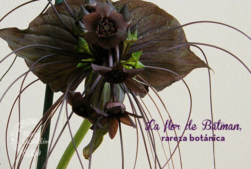 La flor de Batman, rareza botánica. | Flores Castillon