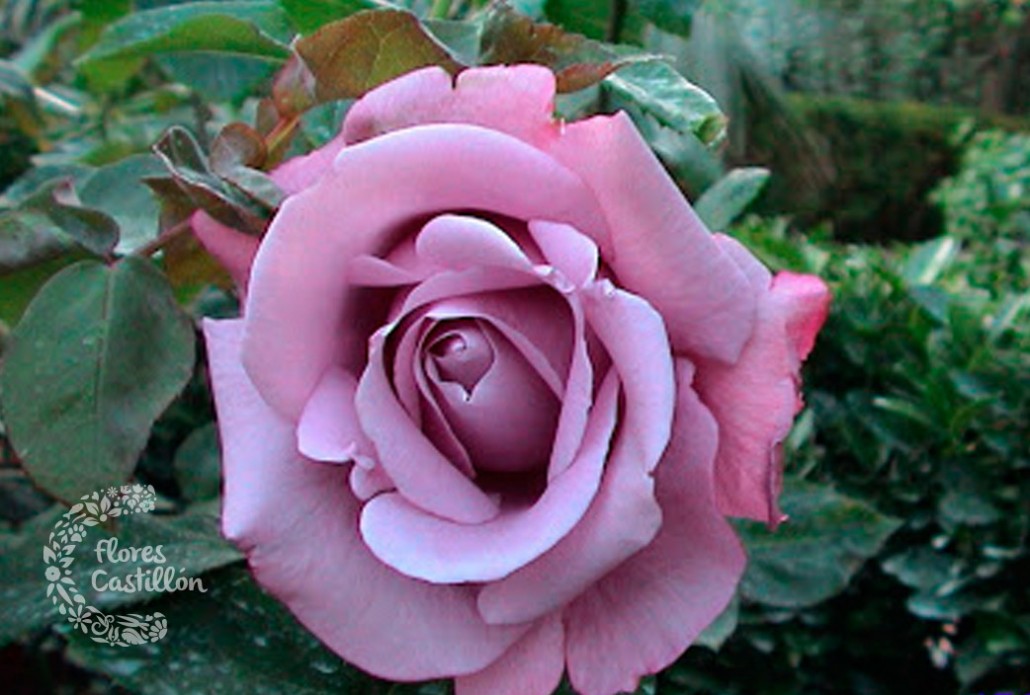 Variedades de rosales | Flores Castillon