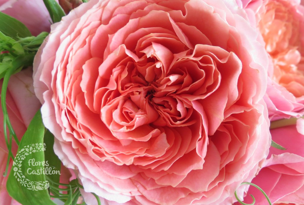 Variedades de rosales | Flores Castillon