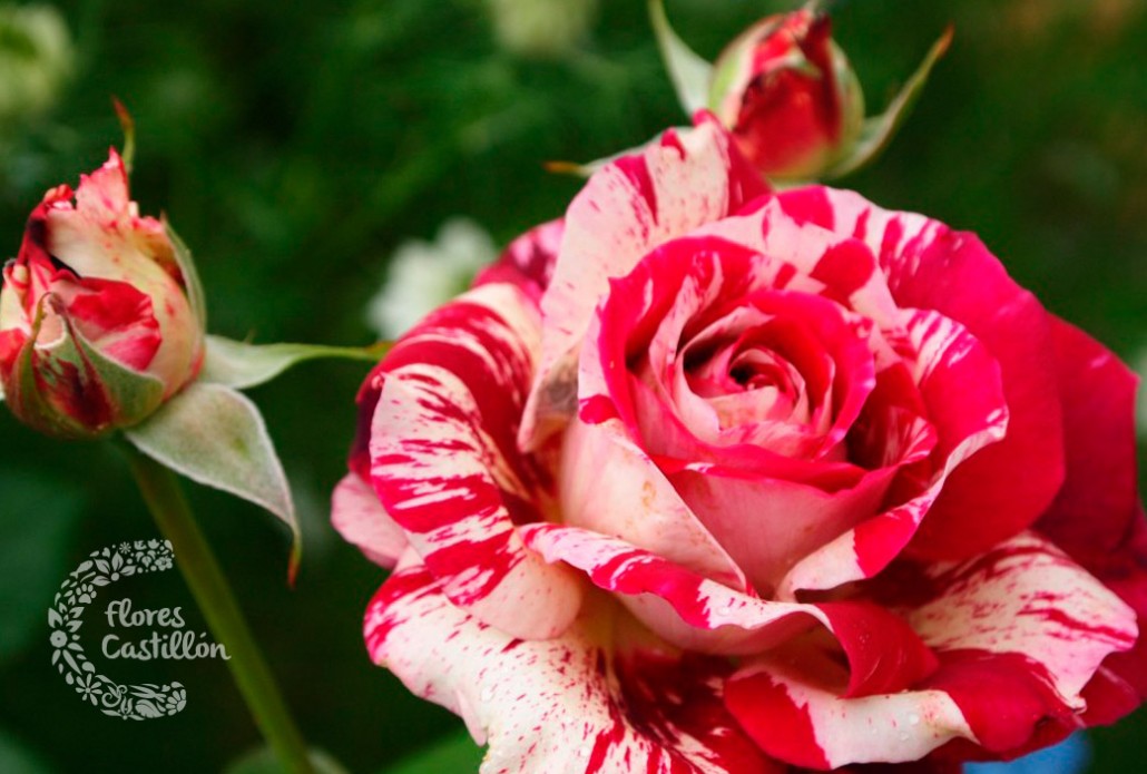 Variedades de rosales | Flores Castillon