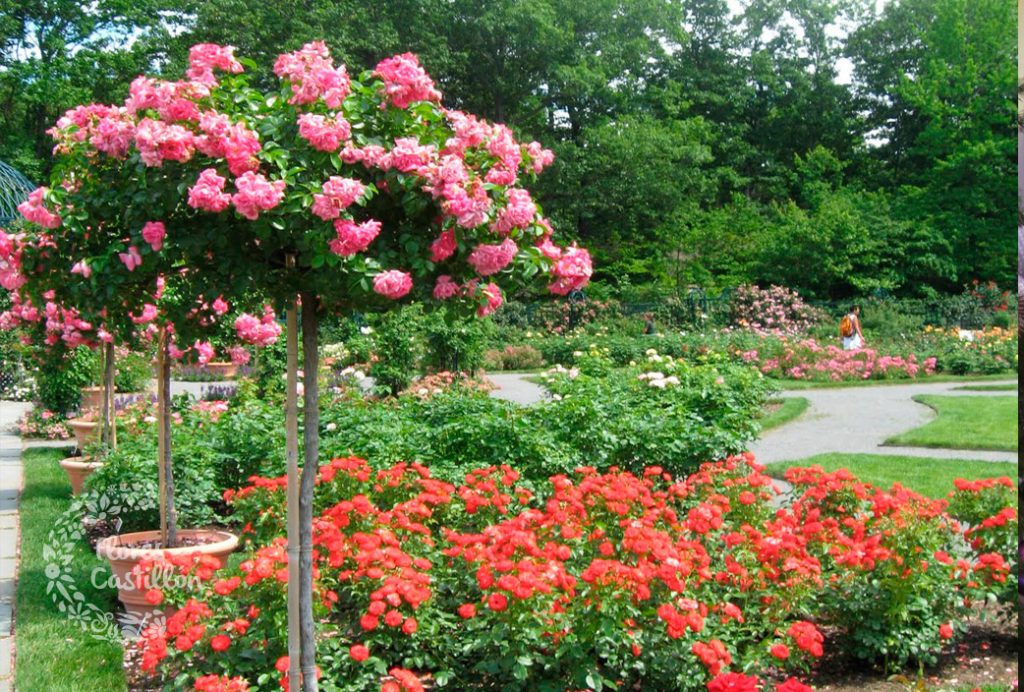 Variedades de rosales | Flores Castillon