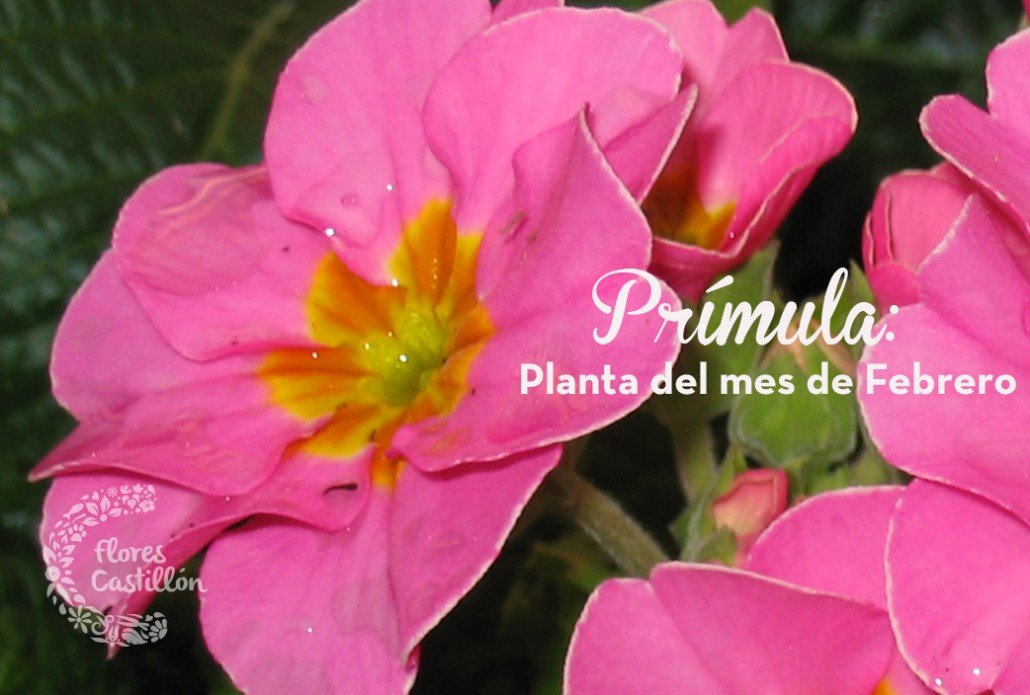 La prímula, planta del mes de febrero | Flores Castillon