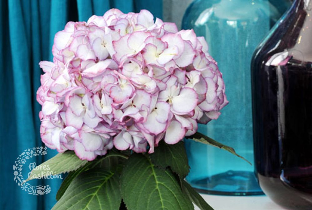 Cuándo plantar hortensias: cuidados y consejos | Flores Castillon