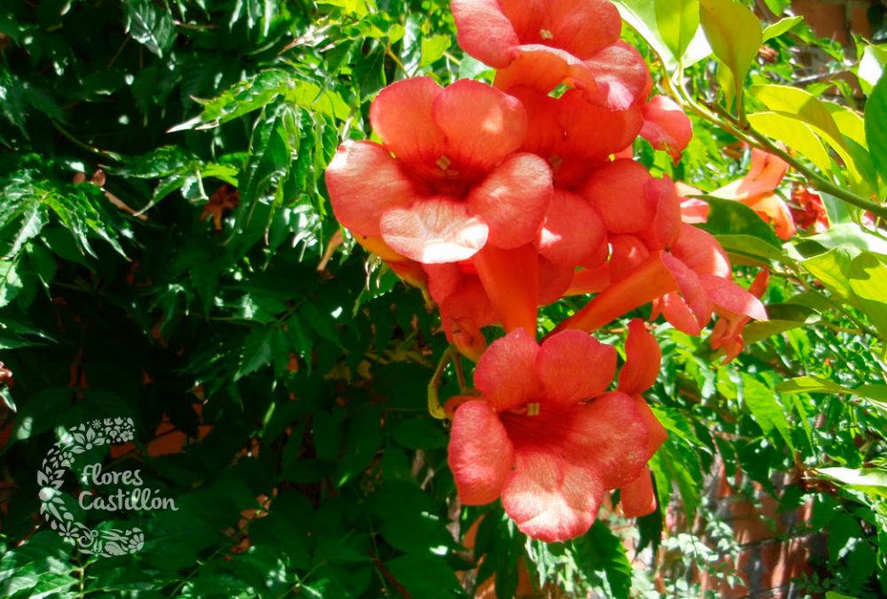 Bignonias: coros de trompetas | Flores Castillon