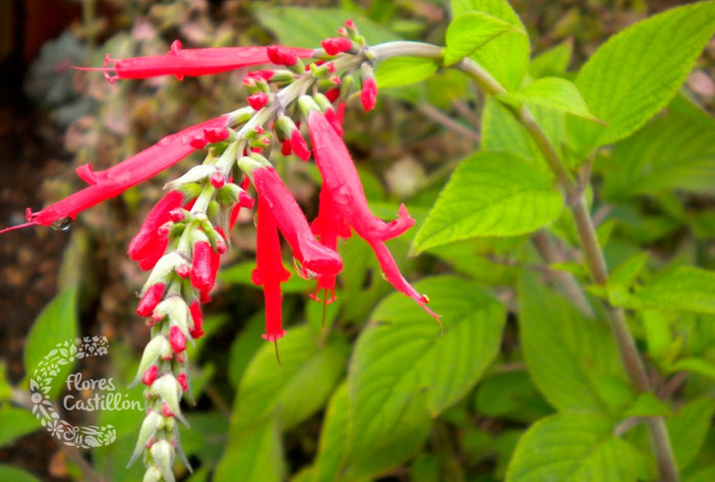 Salvias en flor casi todo el año | Flores Castillon