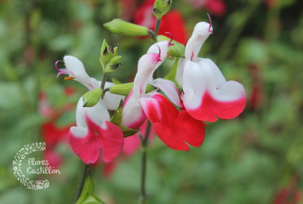 Salvias en flor casi todo el año | Flores Castillon