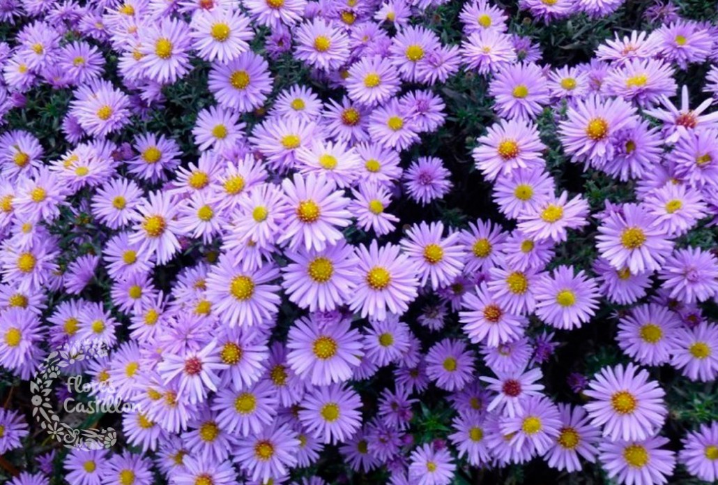 Tareas de octubre | Flores Castillon