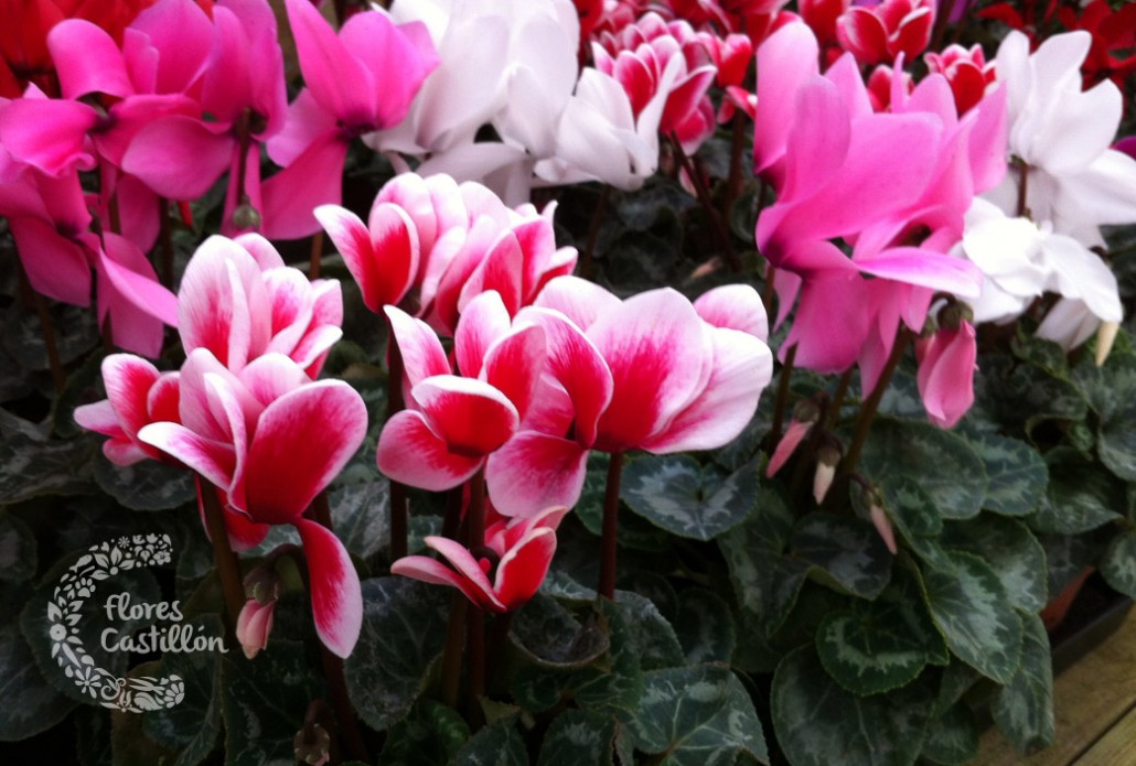 Tareas de octubre | Flores Castillon