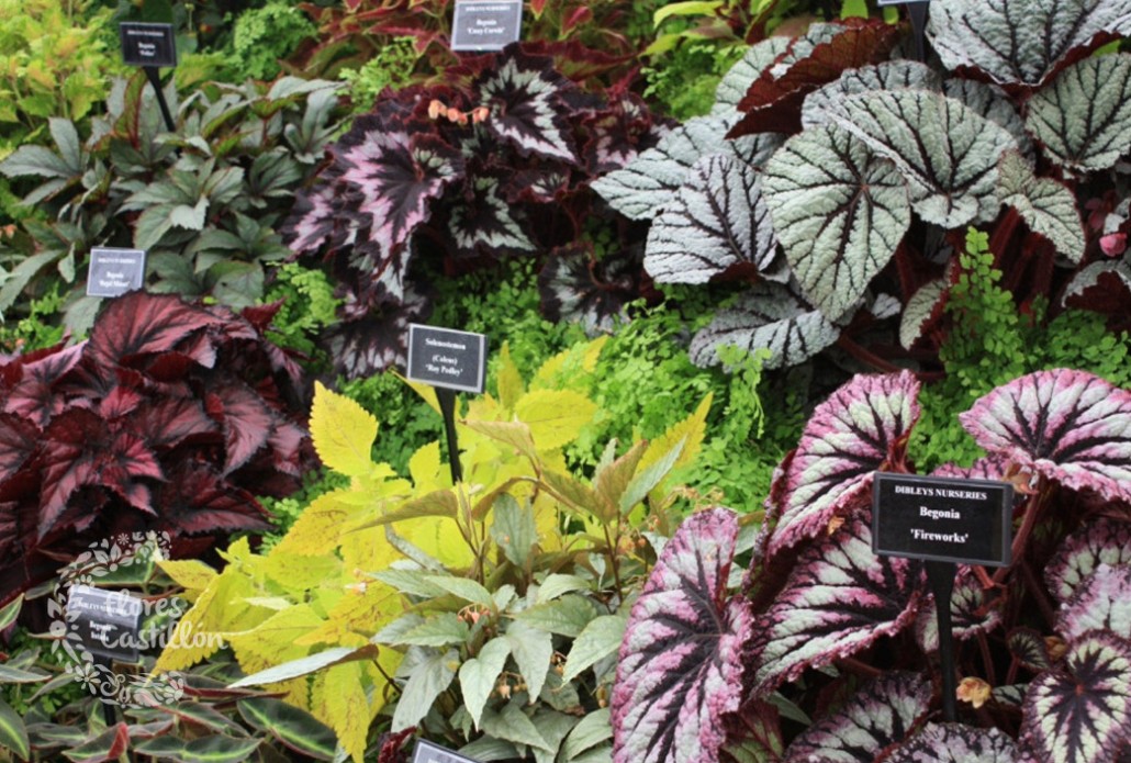 Un pequeño oasis de begonias | Flores Castillon