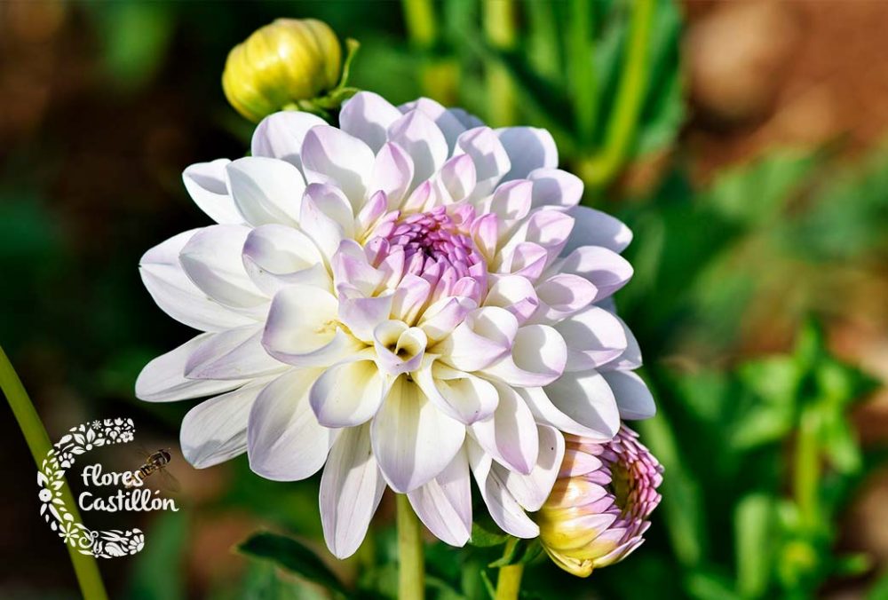 Las mejores flores y plantas para plantar en verano | Flores Castillón
