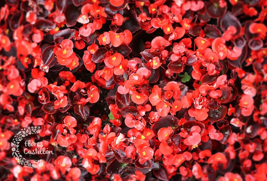 Plantas con flor todo el año | Flores Castillón