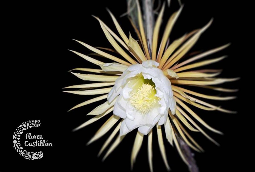 Flores nocturnas para alegrar tus noches | Flores Castillón