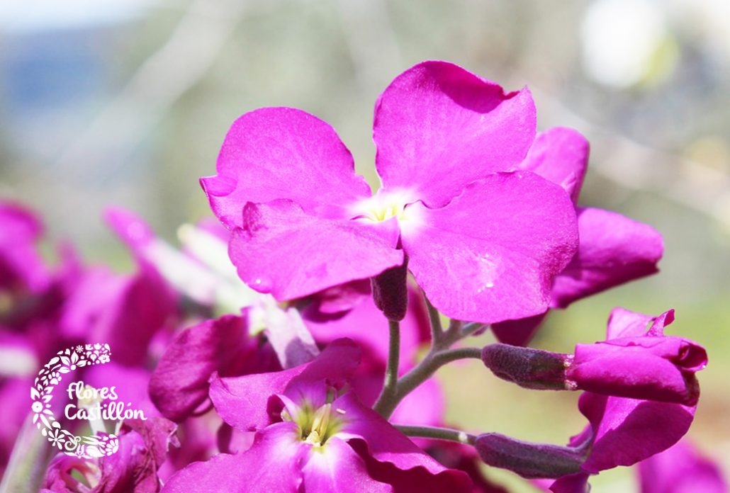 Flores que adoran el frío, ¡descúbrelas! | Flores Castillón