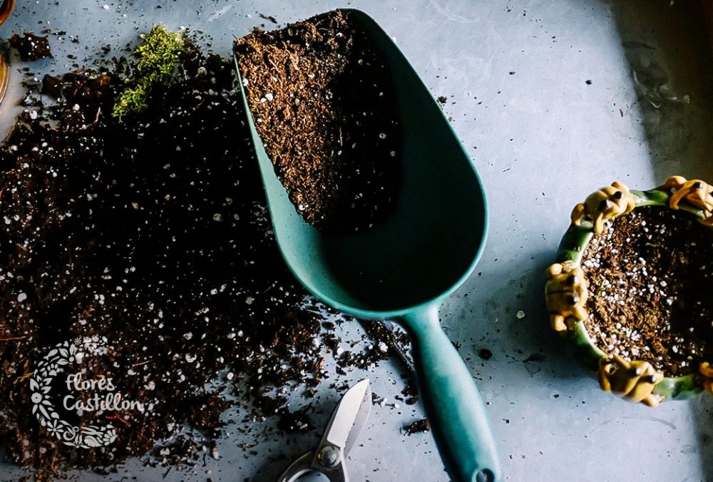 ¿Cómo trasplantar a una maceta mayor paso a paso? | Flores Castillon