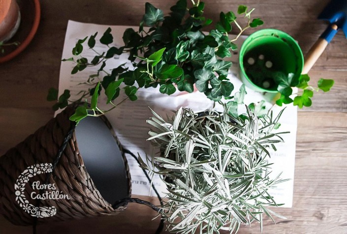 ¿Cómo trasplantar a una maceta mayor paso a paso? | Flores Castillon