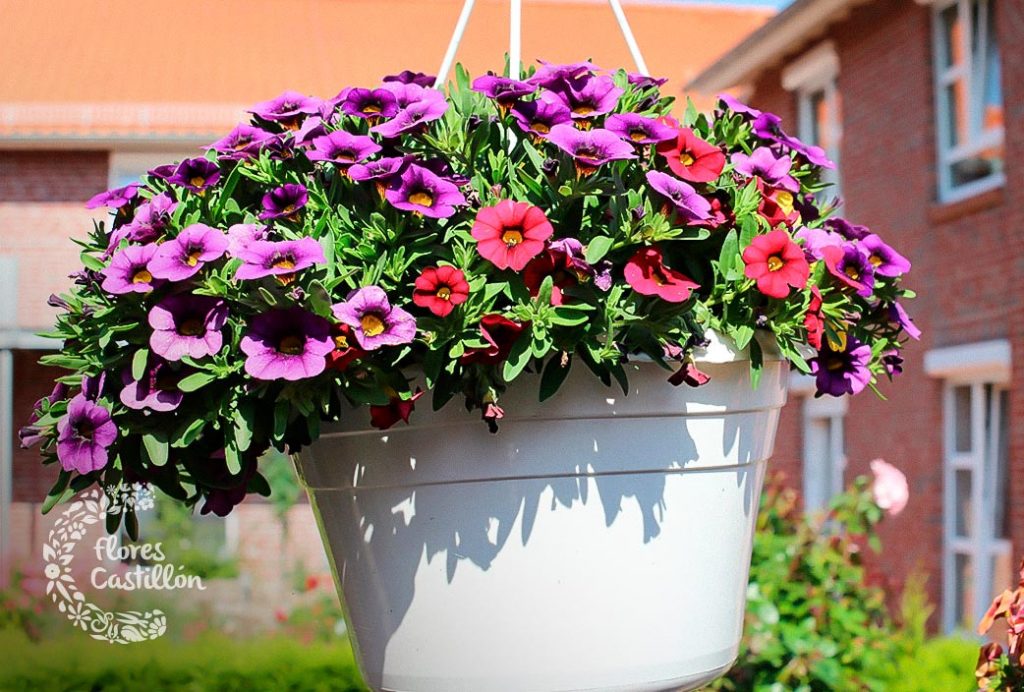 ¿Cómo trasplantar a una maceta mayor paso a paso? | Flores Castillon