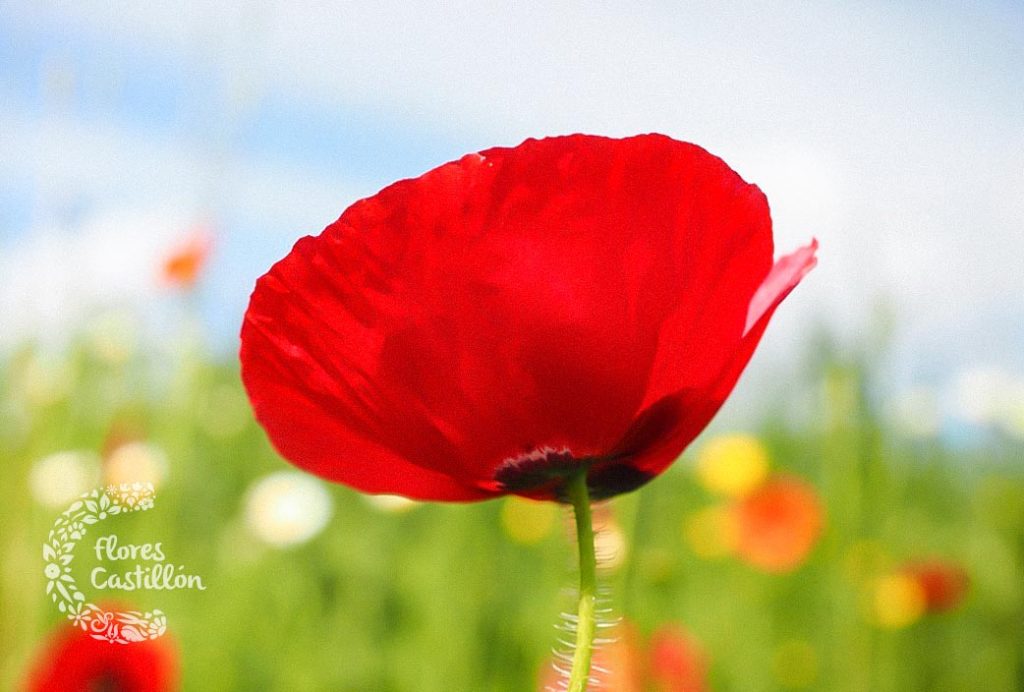 6 flores que se pueden comer | Flores Castillón