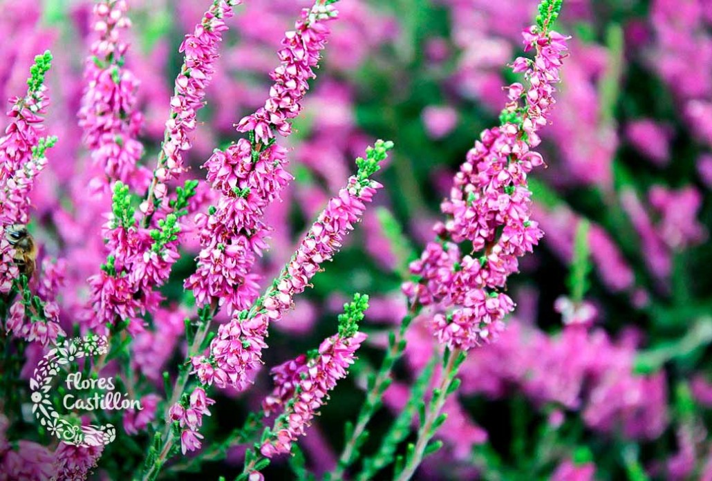 El brezo, la planta de octubre | Flores Castillon