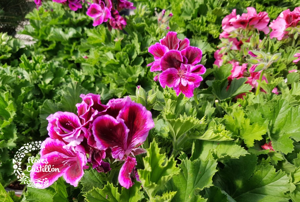 Geranios: Variedades y cuidados ¡Pon tus balcones en flor! | Flores ...