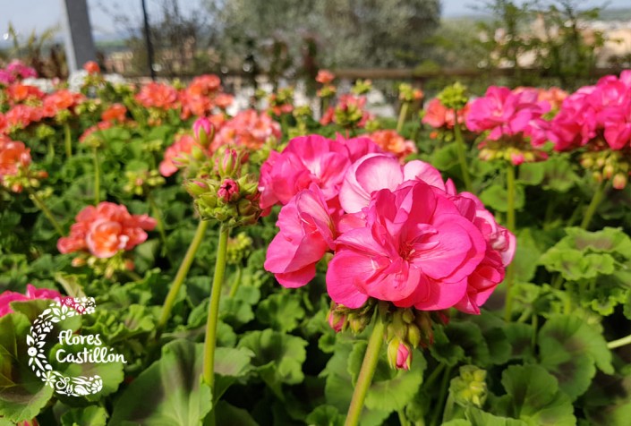Geranios: Variedades y cuidados ¡Pon tus balcones en flor! | Flores ...