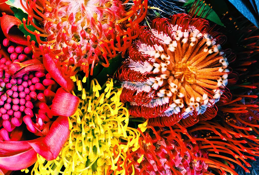 Flores Exóticas Del Caribe