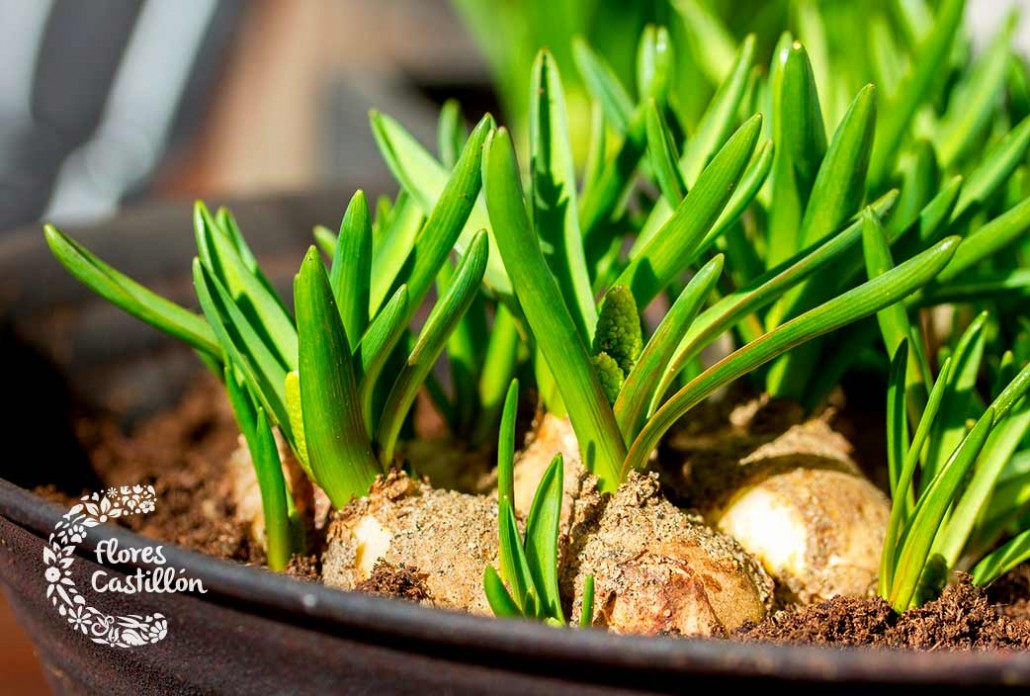 Consejos para plantar y cuidar bulbos | Flores Castillón