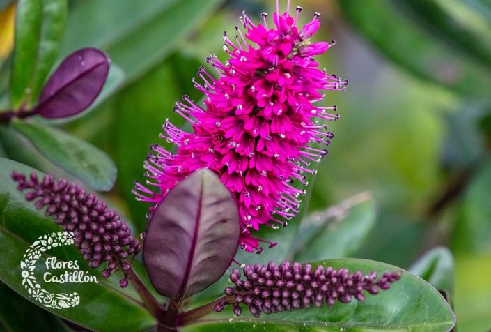 Cuidados de la planta Verónica | Flores Castillon