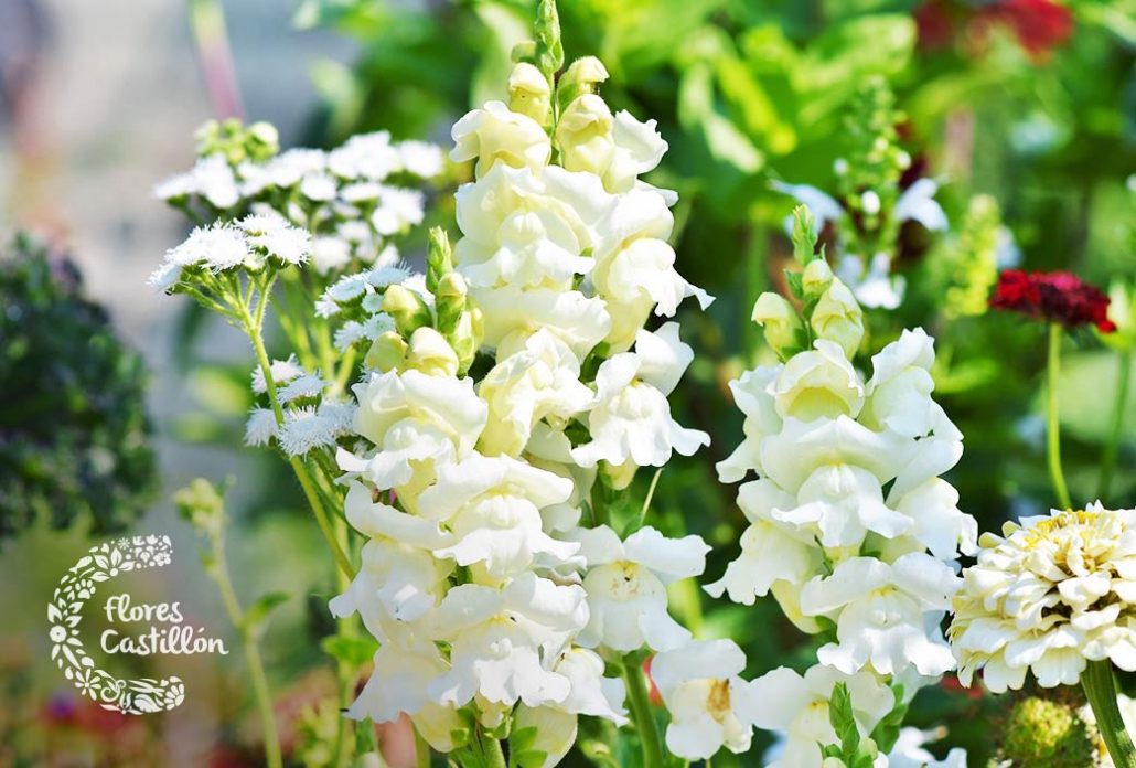Cuidados y características de la boca de dragón | Flores Castillon