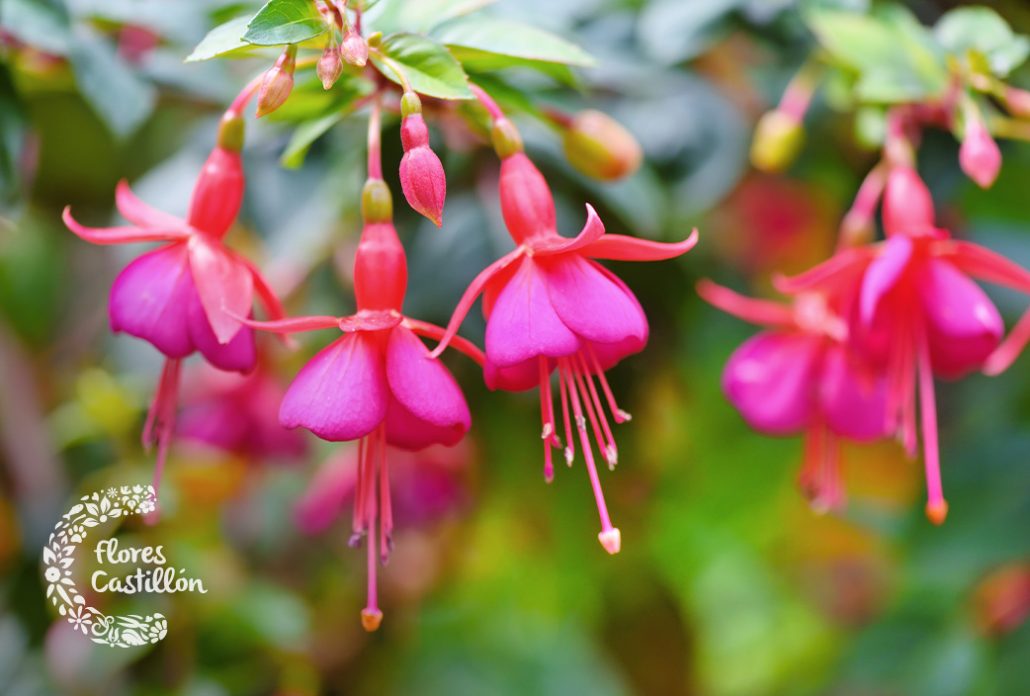 Fuchsia, cuidados y características | Flores Castillón