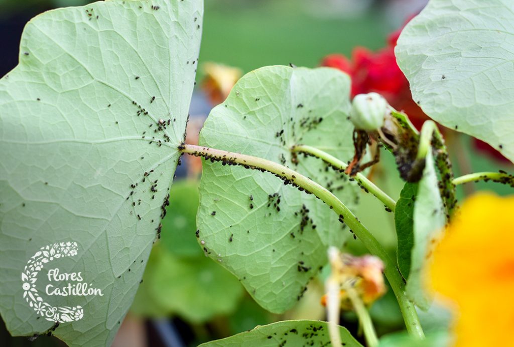 Cómo eliminar el pulgón negro de tus plantas | Flores Castillon