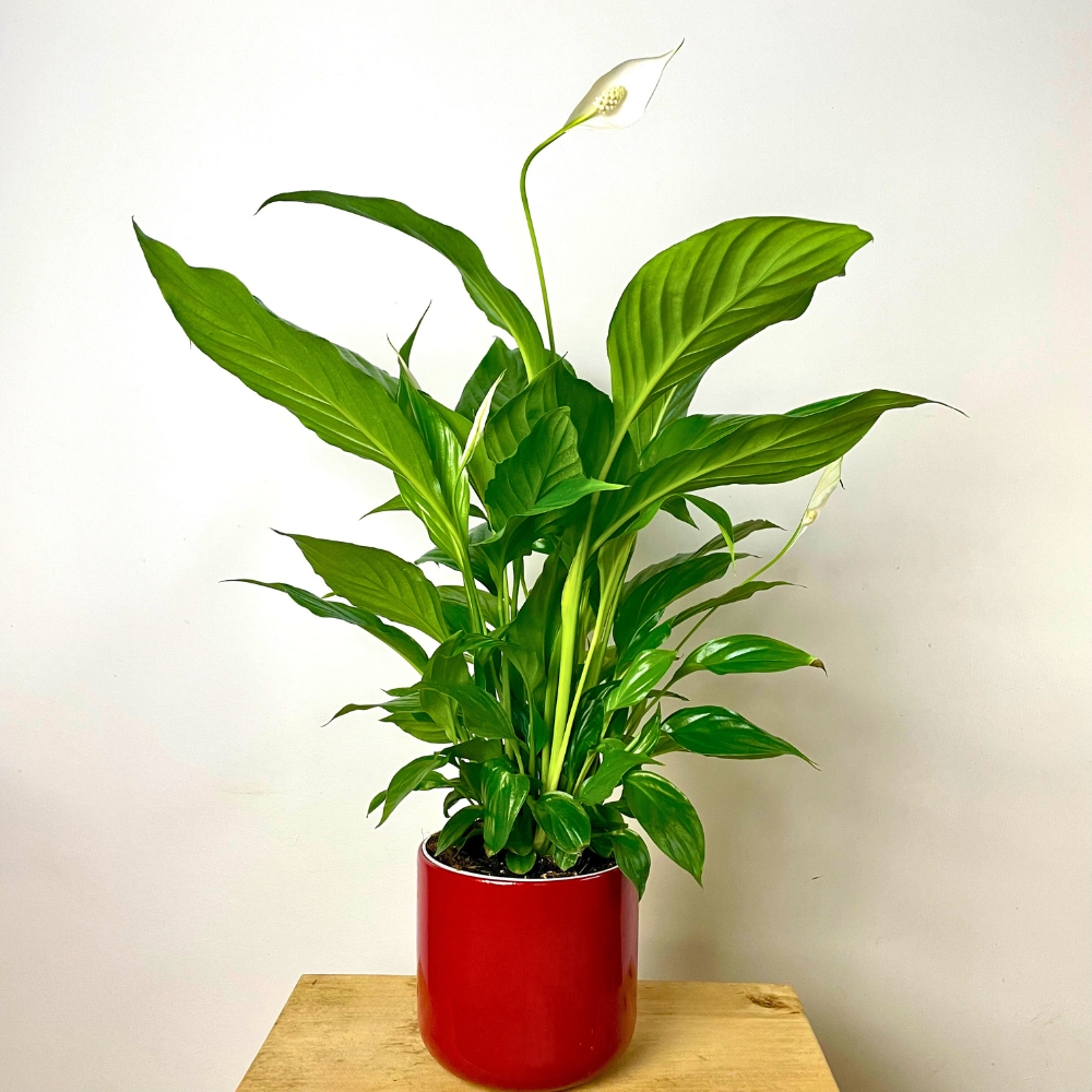 Spatiphilium | Flores Castillon