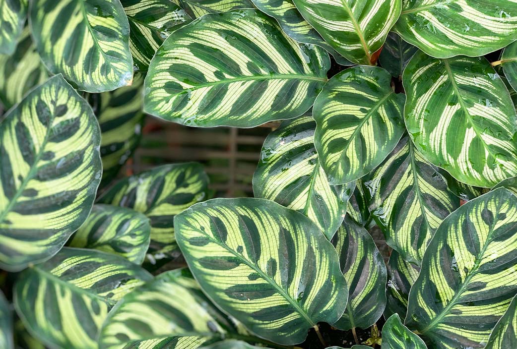 Características de la planta Calatea | Flores Castillón