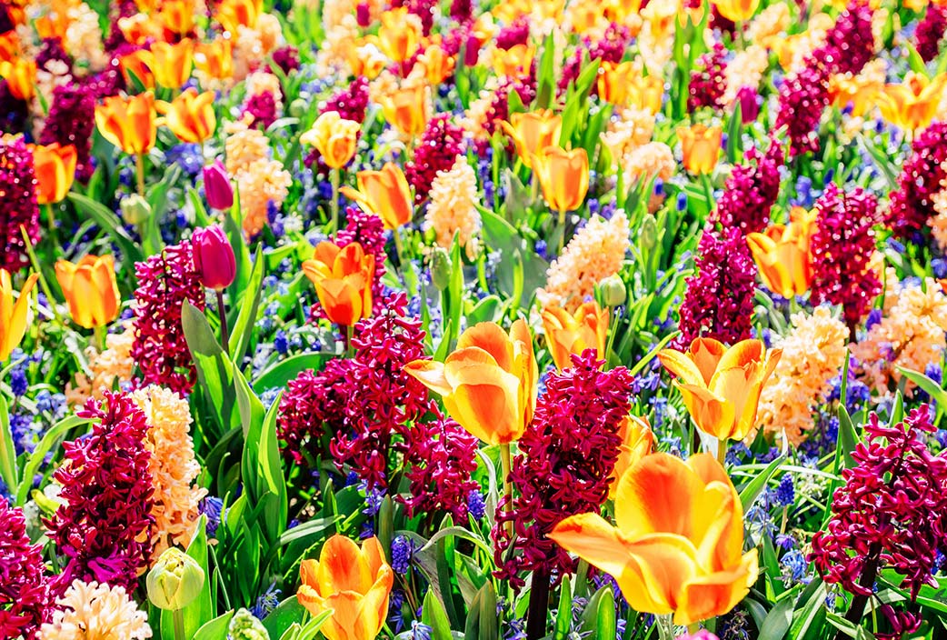 Flores bonitas para la primavera 2025 | Flores Castillón